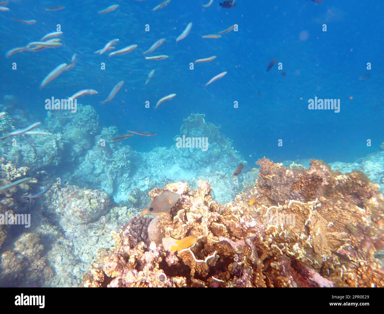 colorful underwater landscape on the philippine island of cebu Stock ...