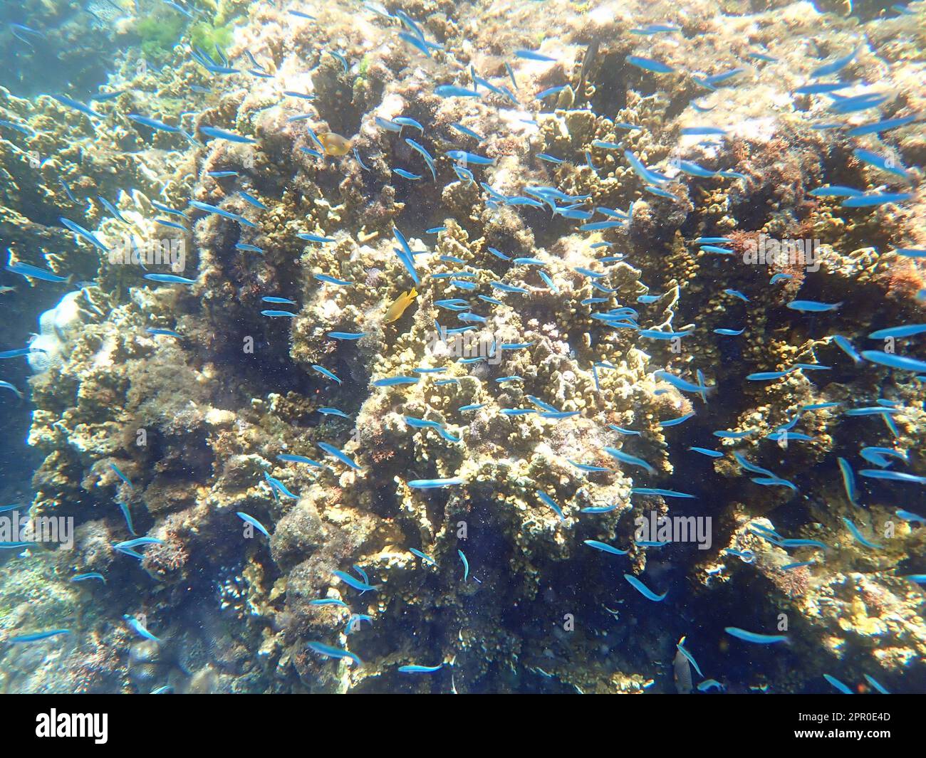 colorful underwater landscape on the philippine island of cebu Stock ...