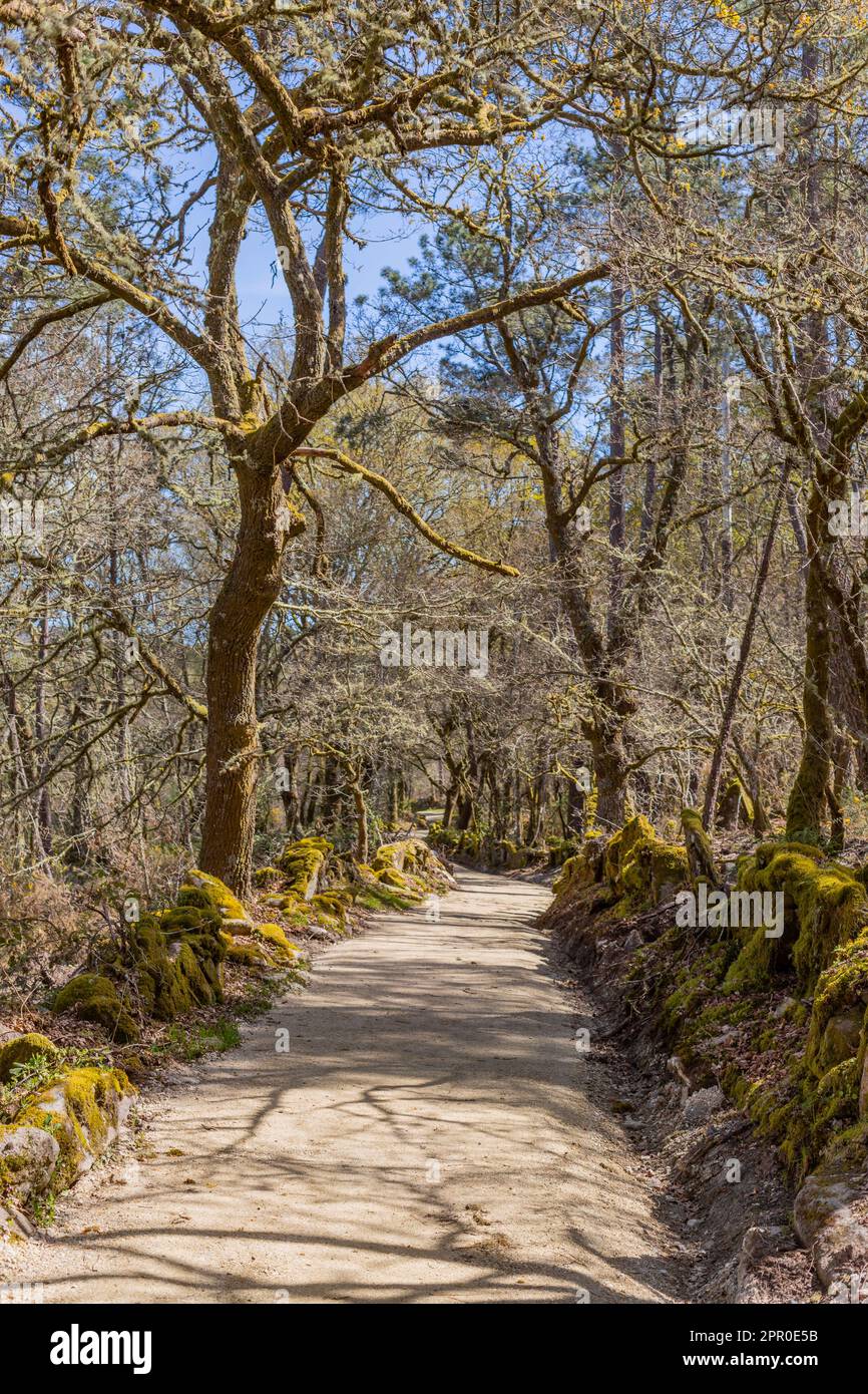 The road in the Camino de Santiago pilgrimage, crossing a green forest ...