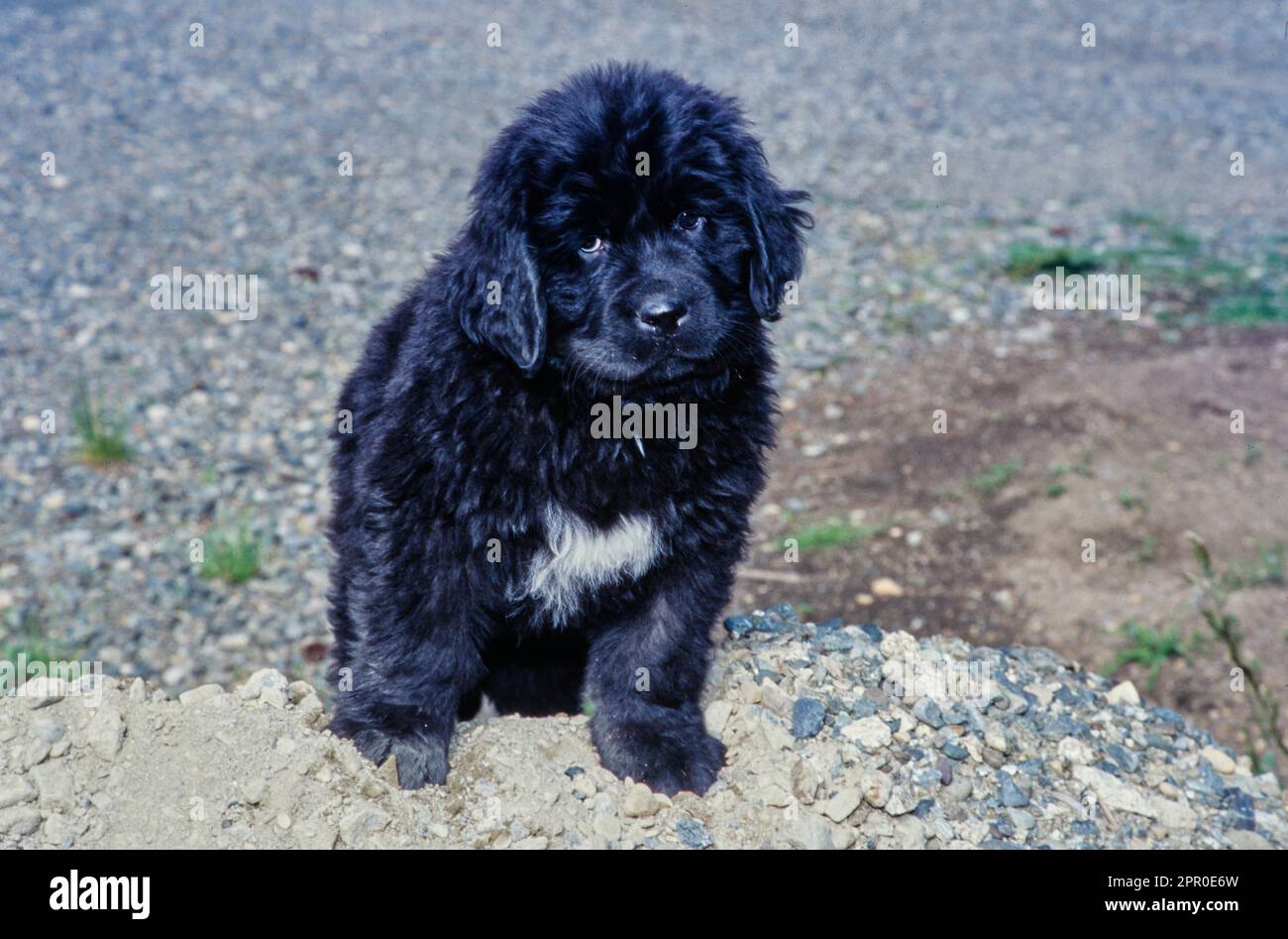 Cute Newfoundland puppy sitting on gravel outside Stock Photo - Alamy