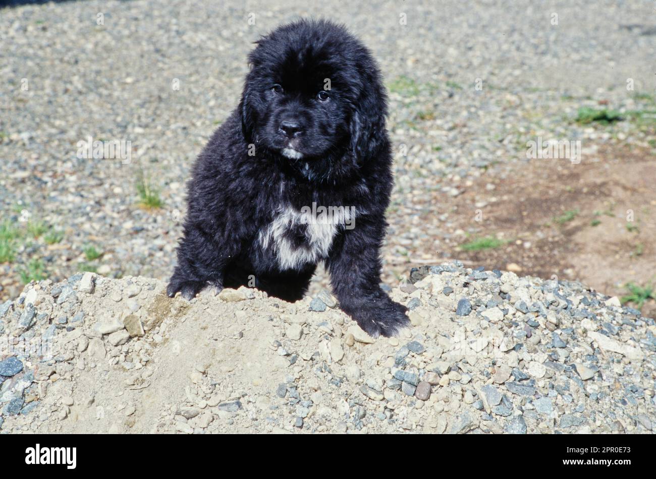 Cute fluffy Newfoundland puppy standing on gravel outside Stock Photo ...