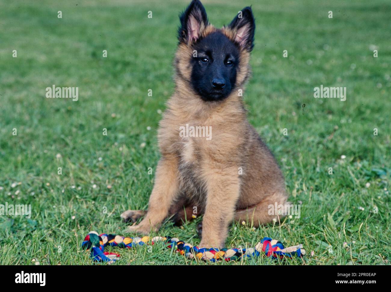 Belgian Shepherd puppy laying in grass with colorful rope toy at feet ...