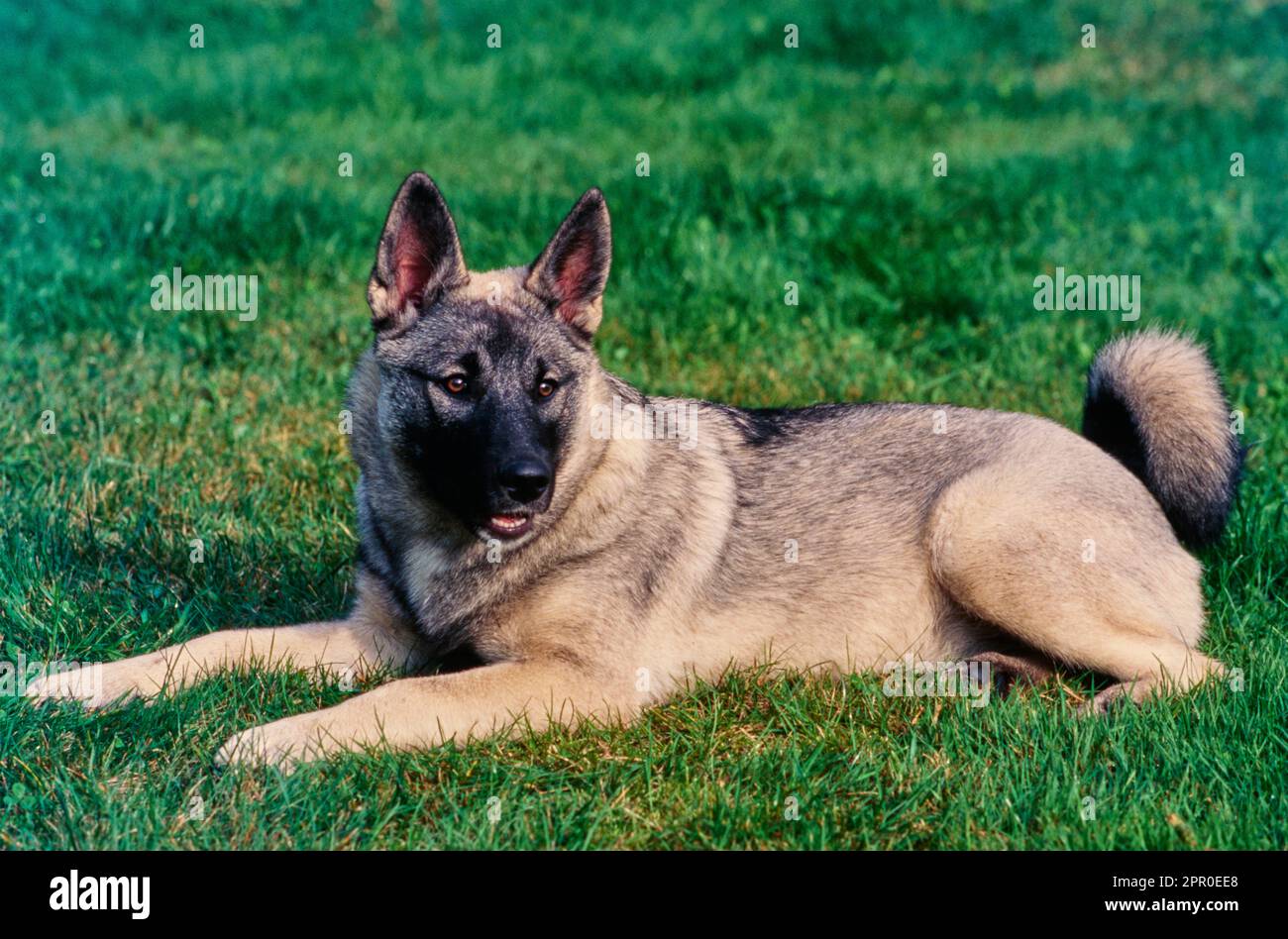Dog with perked up ears hi-res stock photography and images - Alamy