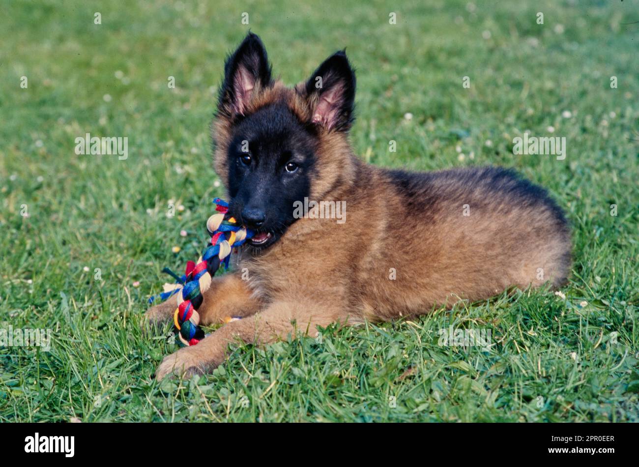 Belgian Shepherd puppy laying in grass with colorful rope toy in mouth ...