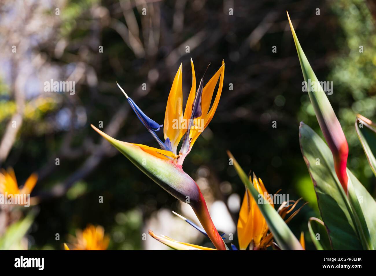 Bird of Paradise Plant, Crane Lily, Strelitzia Reginae flowers in ...