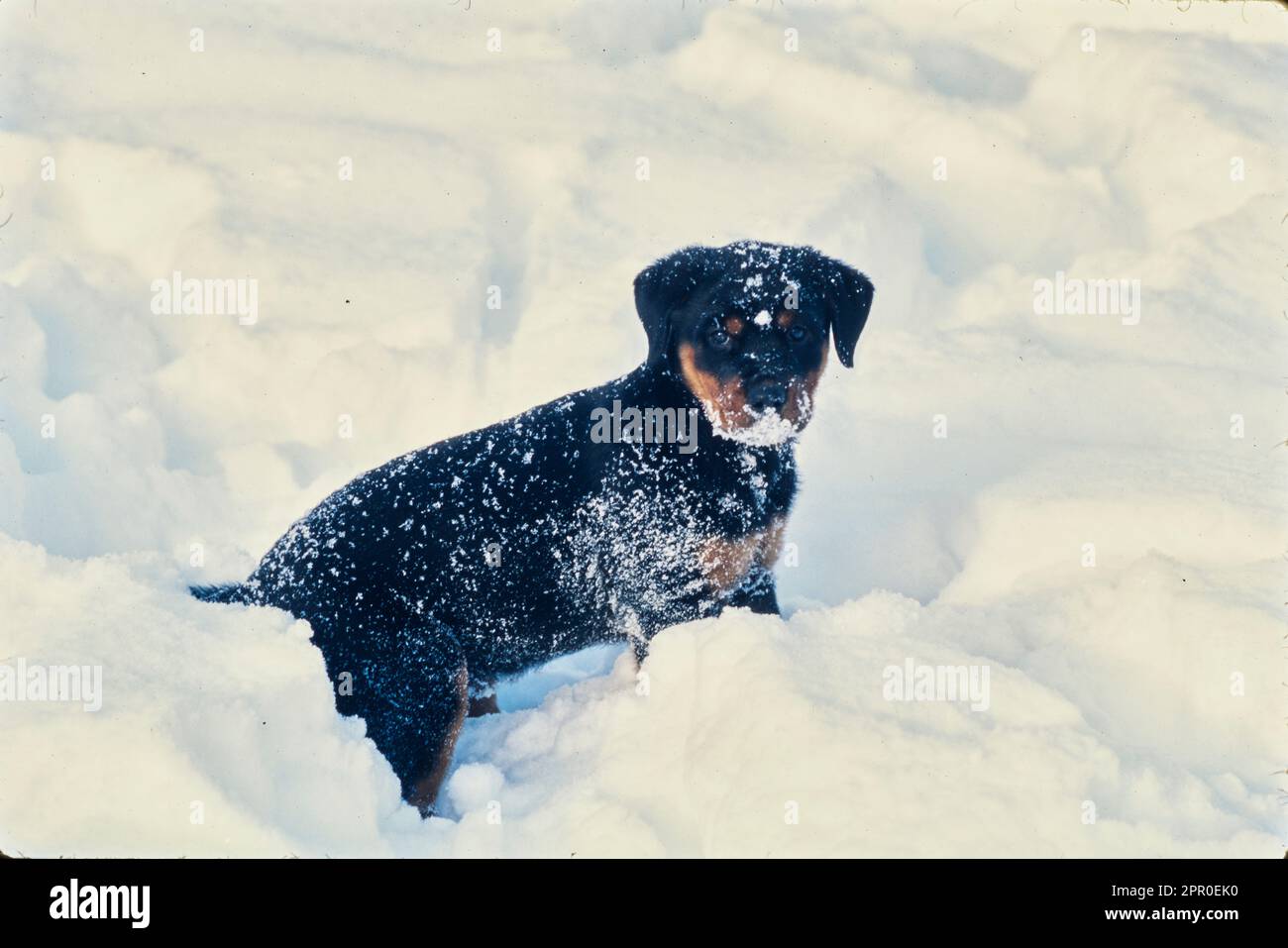 Rottweiler puppy in some snow Stock Photo - Alamy