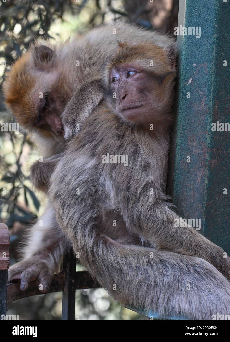 Barbary macaque, Ouzoud, Morocco Stock Photo - Alamy