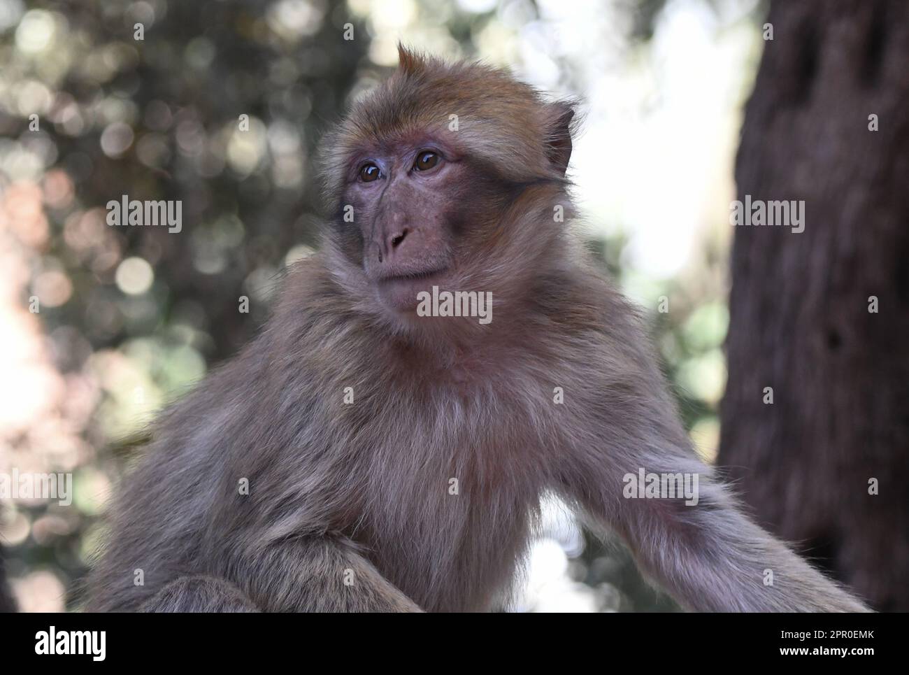 Barbary macaque, Ouzoud, Morocco Stock Photo - Alamy