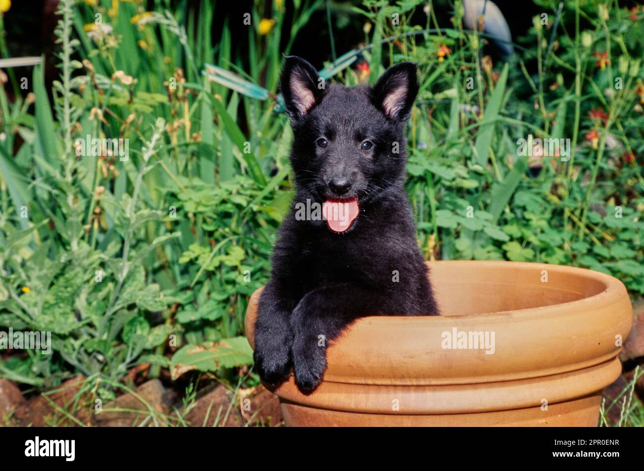 Happy Black Belgian Shepherd puppy outside sitting up inside a ceramic ...