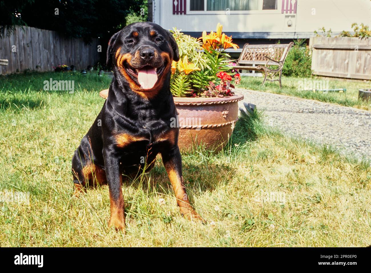 Rottweiler next to a flower pot Stock Photo - Alamy