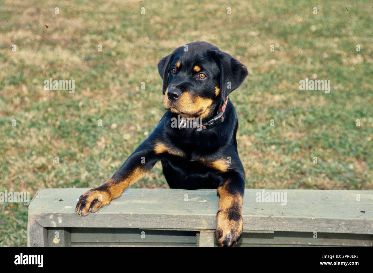 Rottweiler puppy leaning on bench Stock Photo - Alamy