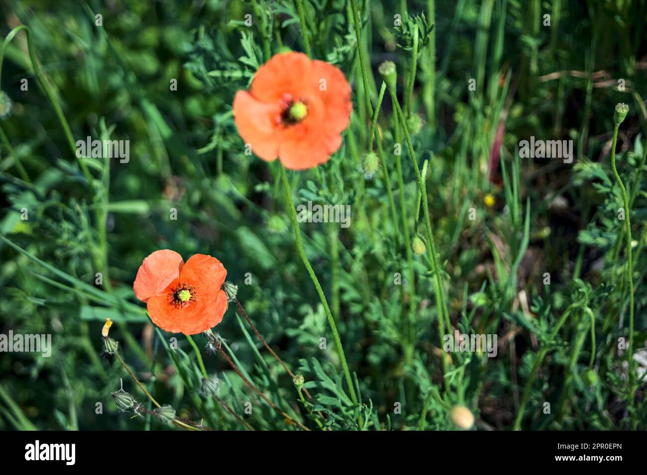Poppies in the grass seen up close Stock Photo - Alamy