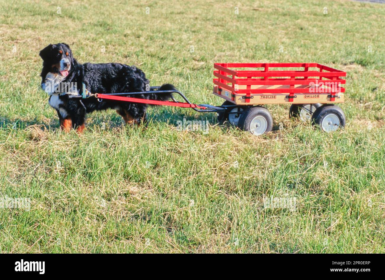 Bernese Mountain Dog pulling wagon Stock Photo - Alamy