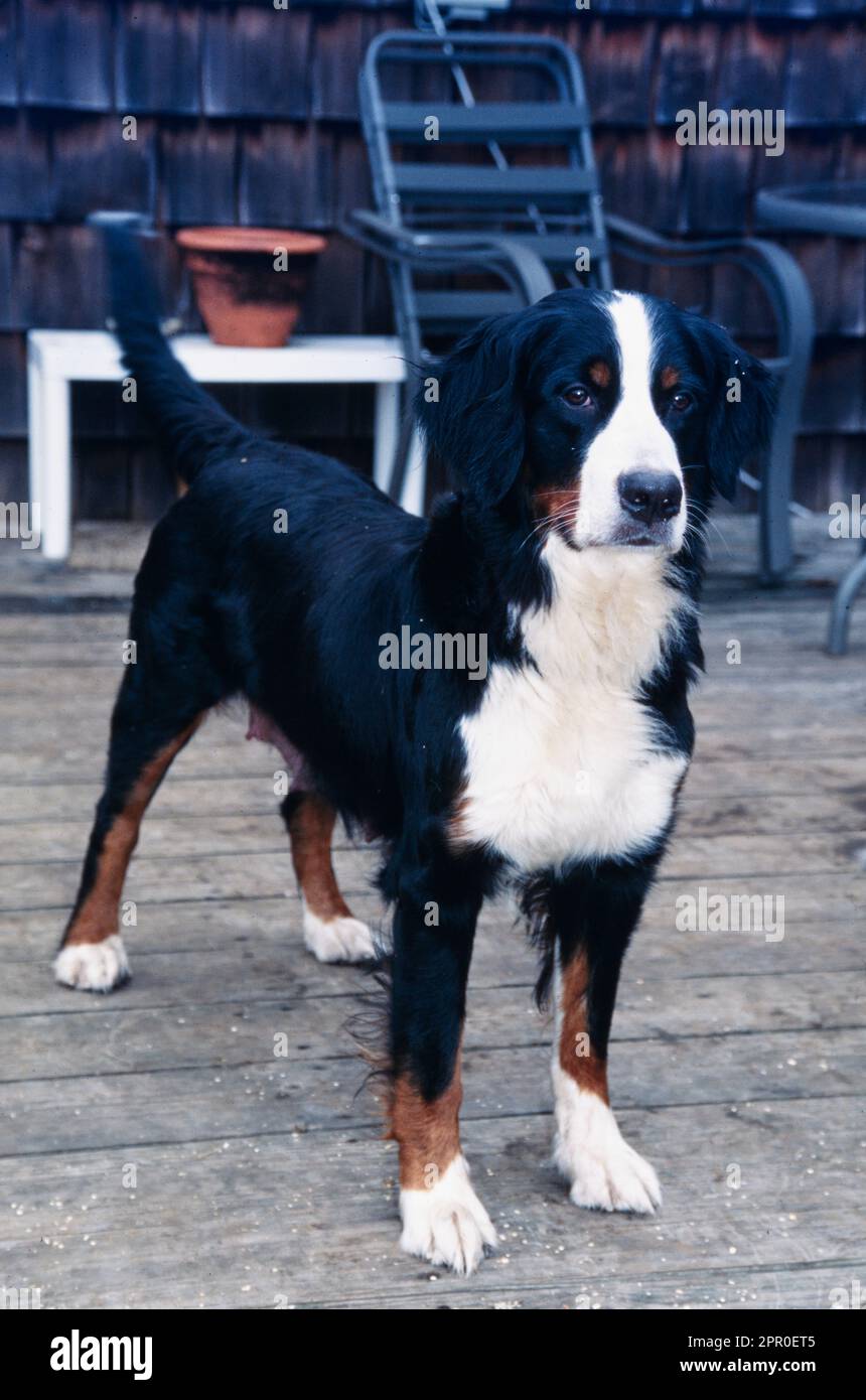 Bernese mountain dog on hi-res stock photography and images - Alamy