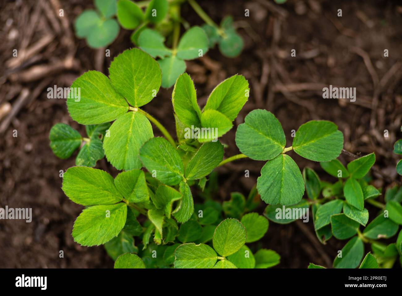 Dew drops on alfalfa leaves, green background of nature and growing ...