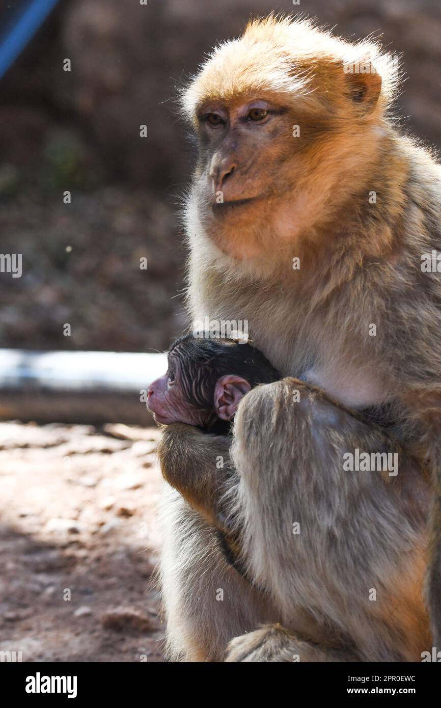 Barbary macaque, Ouzoud, Morocco Stock Photo - Alamy