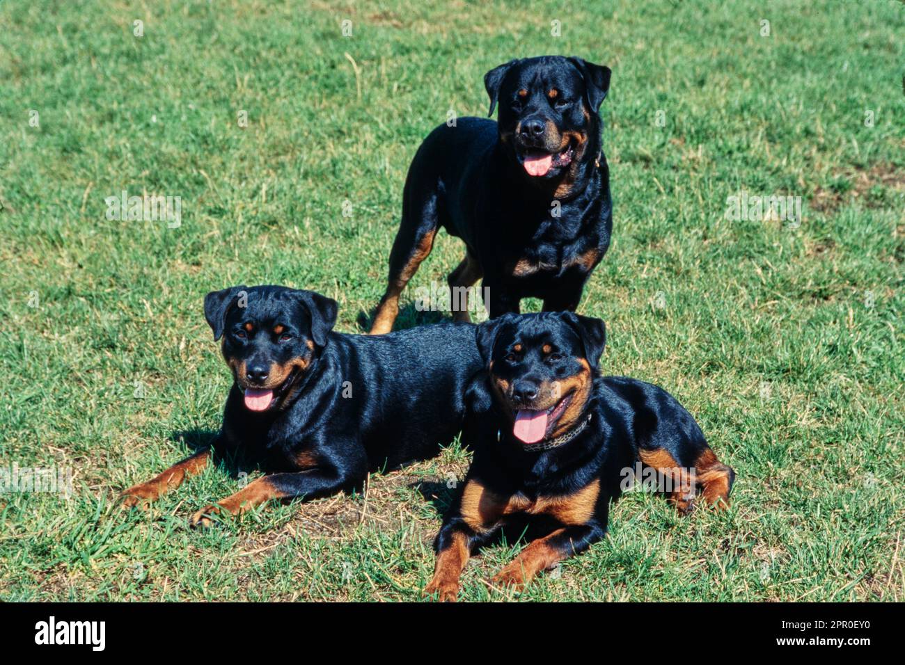 Three Rottweilers together in field Stock Photo - Alamy