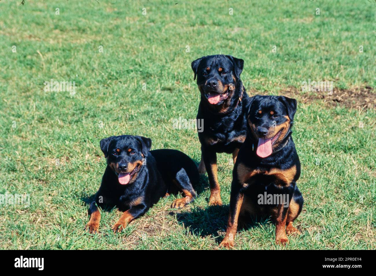Three Rottweilers together in grass field Stock Photo - Alamy
