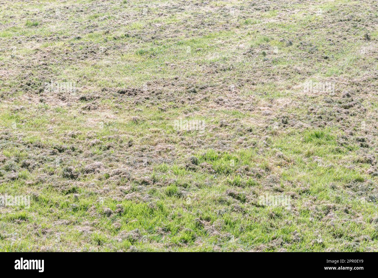 Cut grass mulch left on expansive paddock / playing field after cutting ...
