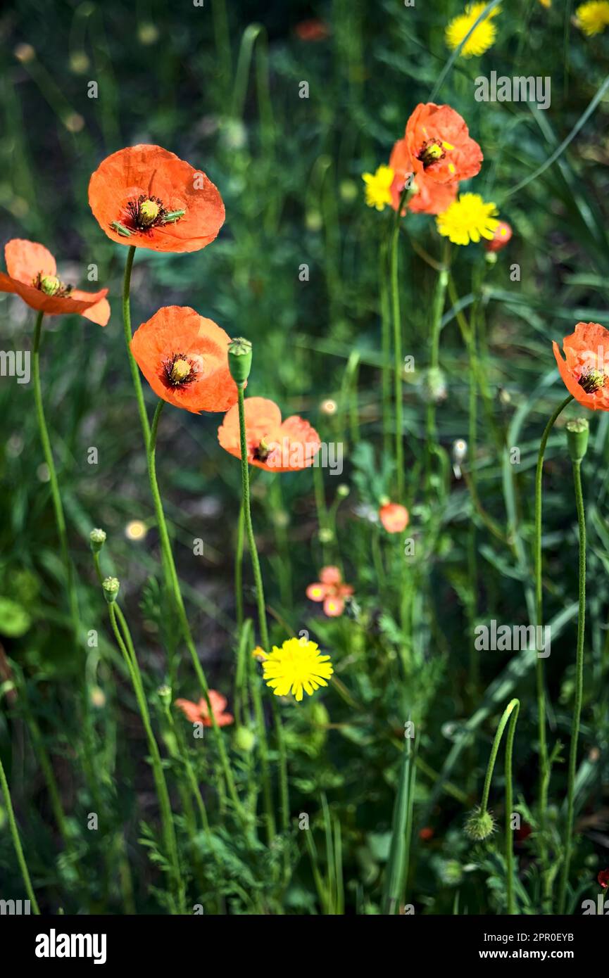 Poppies in the grass seen up close Stock Photo - Alamy