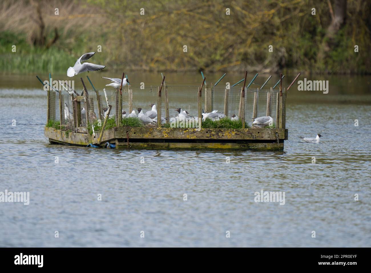 Man-made island for nesting gulls and terns in the middle of a lake ...