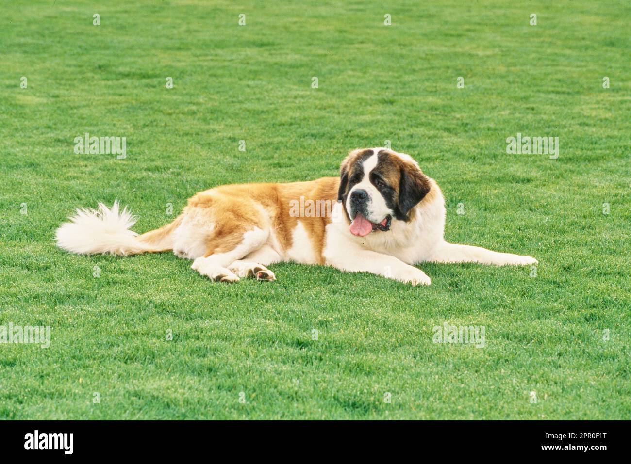 St. Bernard laying in grass Stock Photo - Alamy