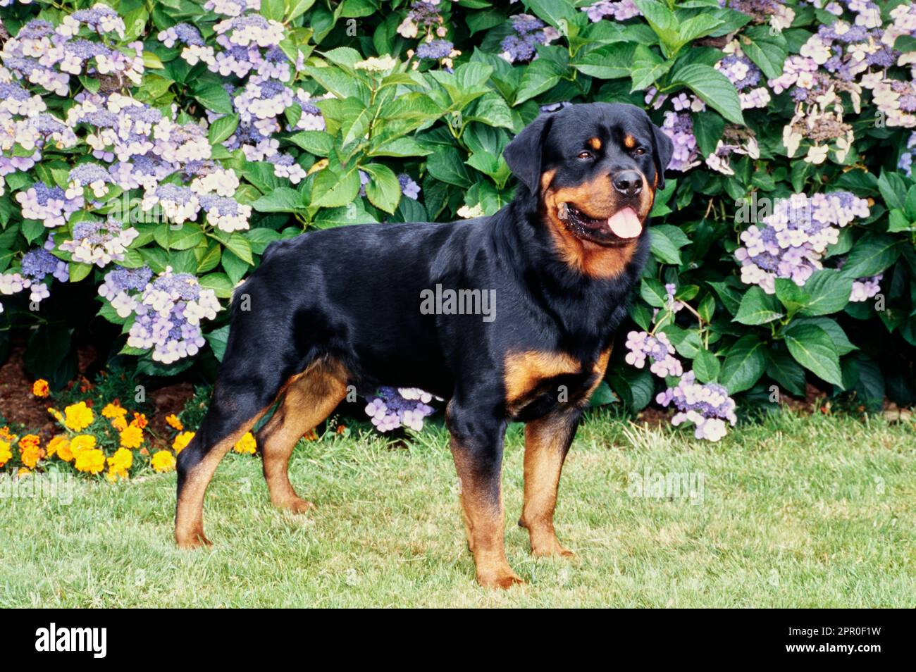 Rottweiler in front of a flower bush in grass Stock Photo - Alamy