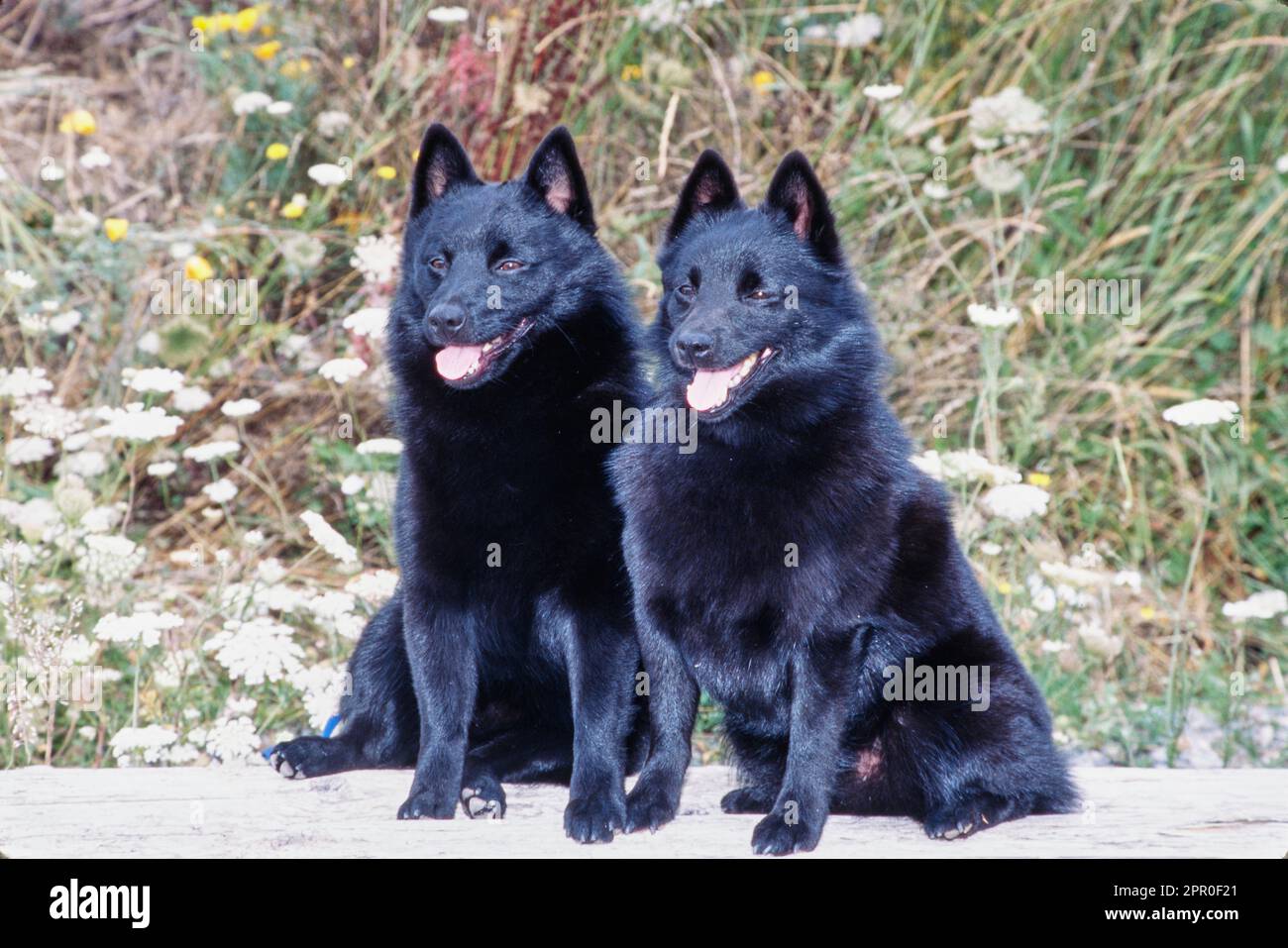 Schipperkes sitting together Stock Photo - Alamy