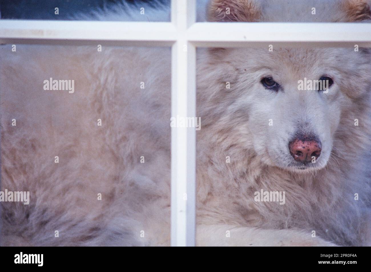 Samoyed looking through the window Stock Photo - Alamy