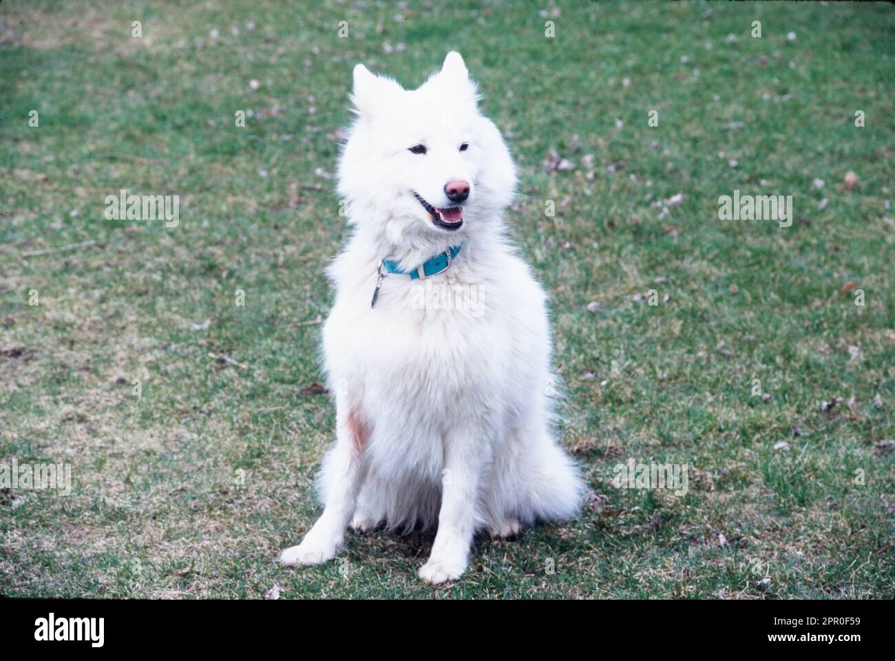 Samoyed sitting hi-res stock photography and images - Alamy