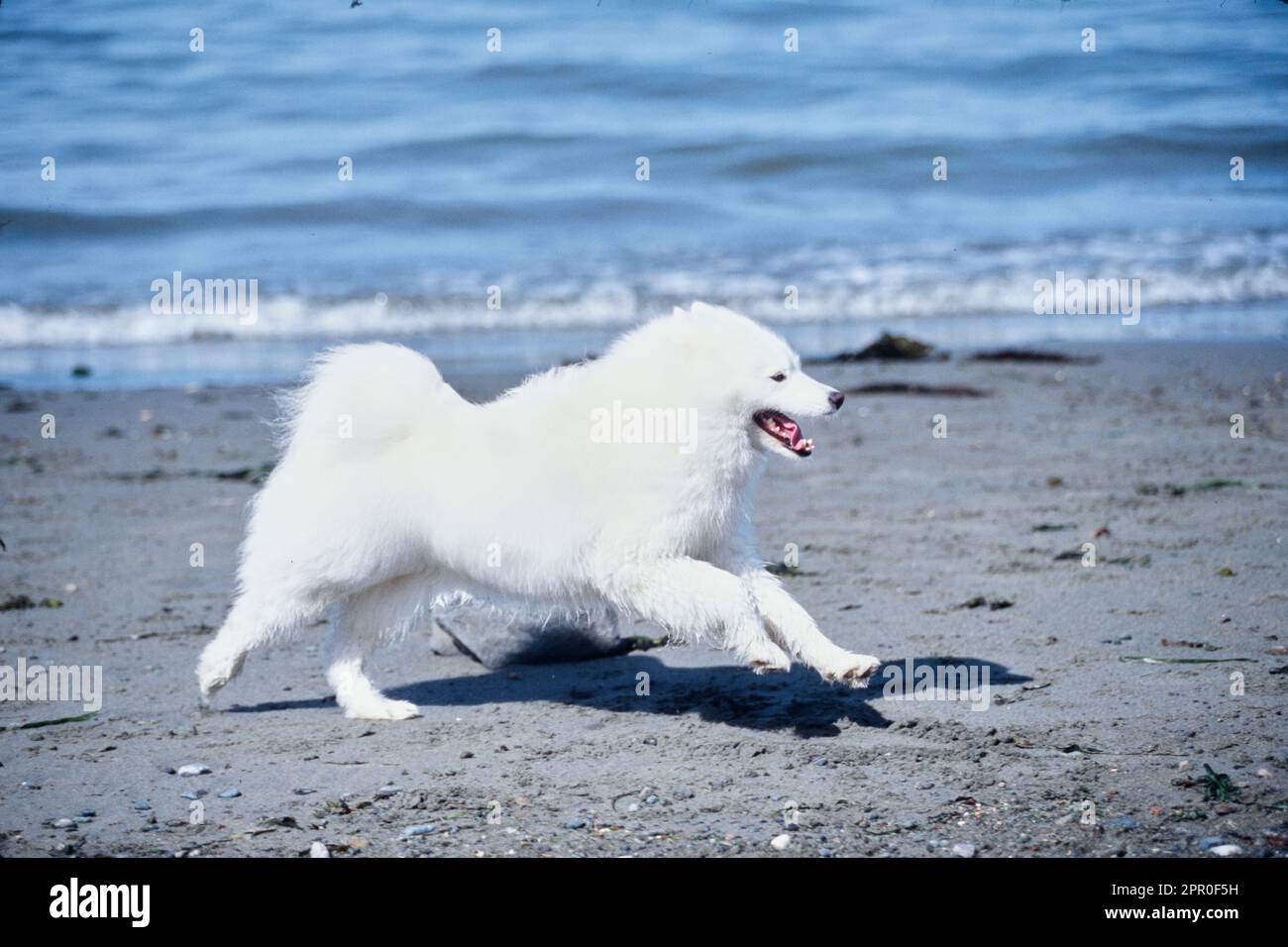 Samoyed running on the beach by the ocean Stock Photo - Alamy