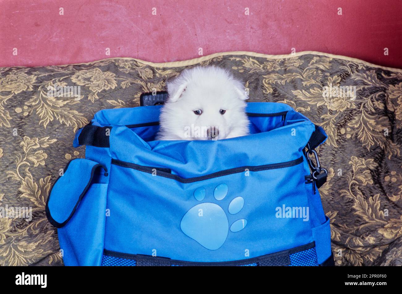 Samoyed puppy in duffle bag Stock Photo - Alamy