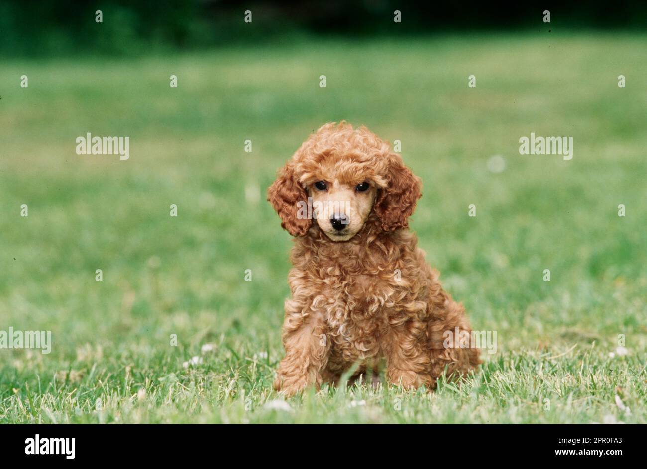 Mini Poodle puppy in grass field Stock Photo - Alamy