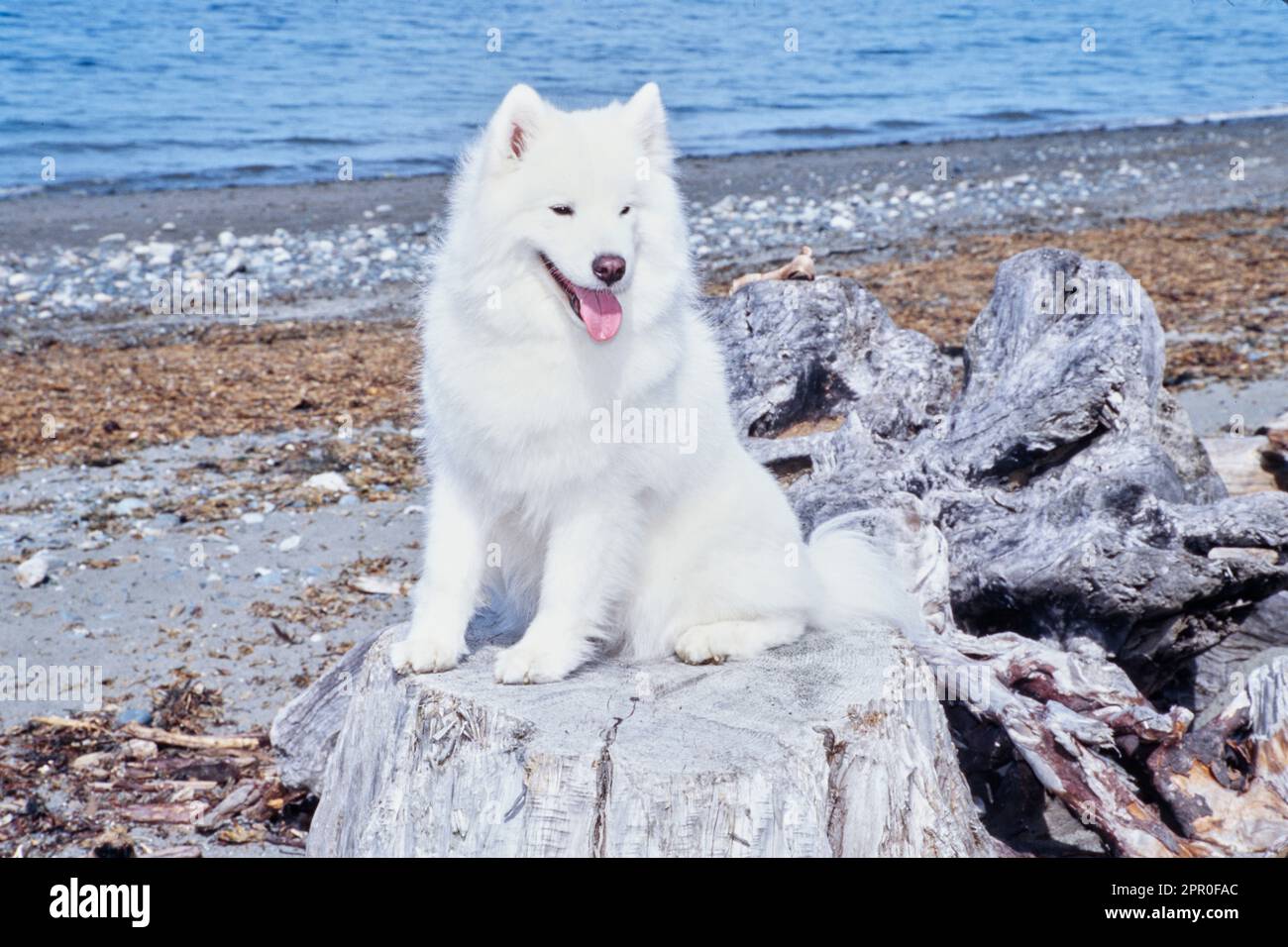 Samoyed sitting on stump with tongue out Stock Photo - Alamy