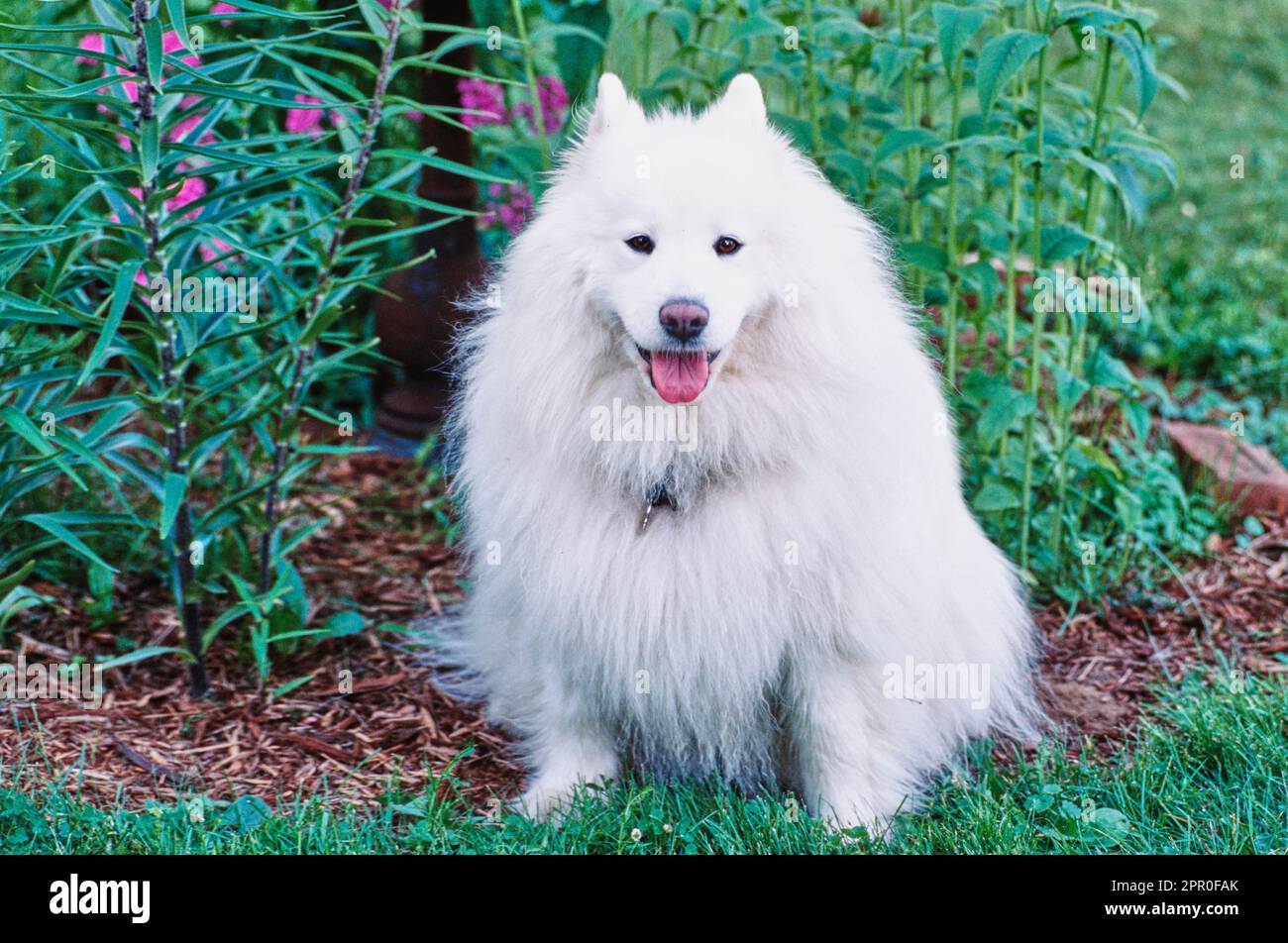Samoyed in a bush Stock Photo - Alamy