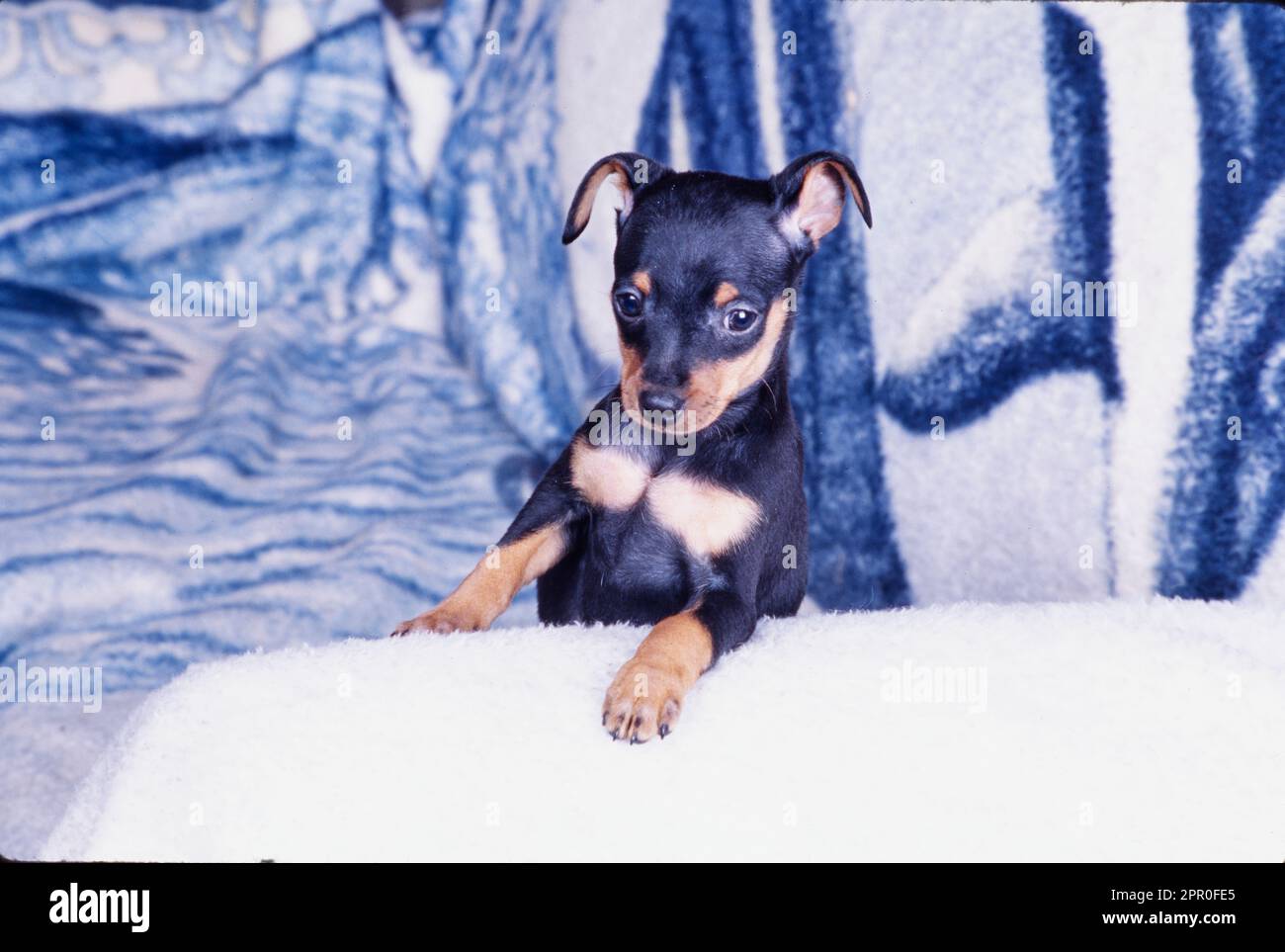 Mini Pinscher on couch Stock Photo - Alamy