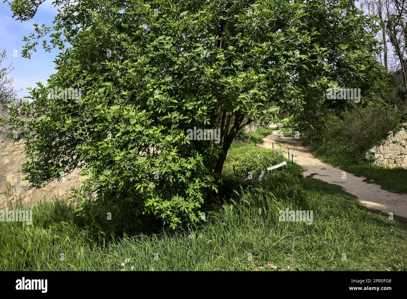 Tree in a dirt path between boundary walls in a park by the hillside ...