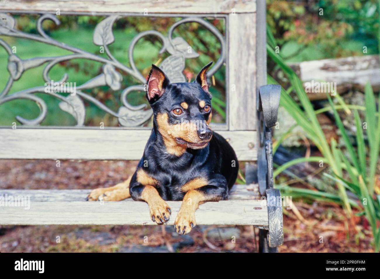 Mini Pinscher laying on a bench in garden Stock Photo - Alamy