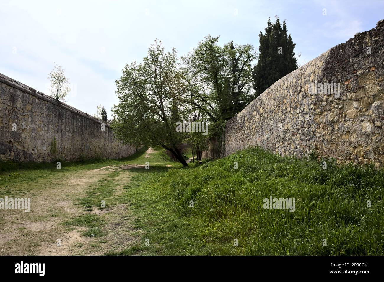 Tree in a dirt path between boundary walls in a park by the hillside ...