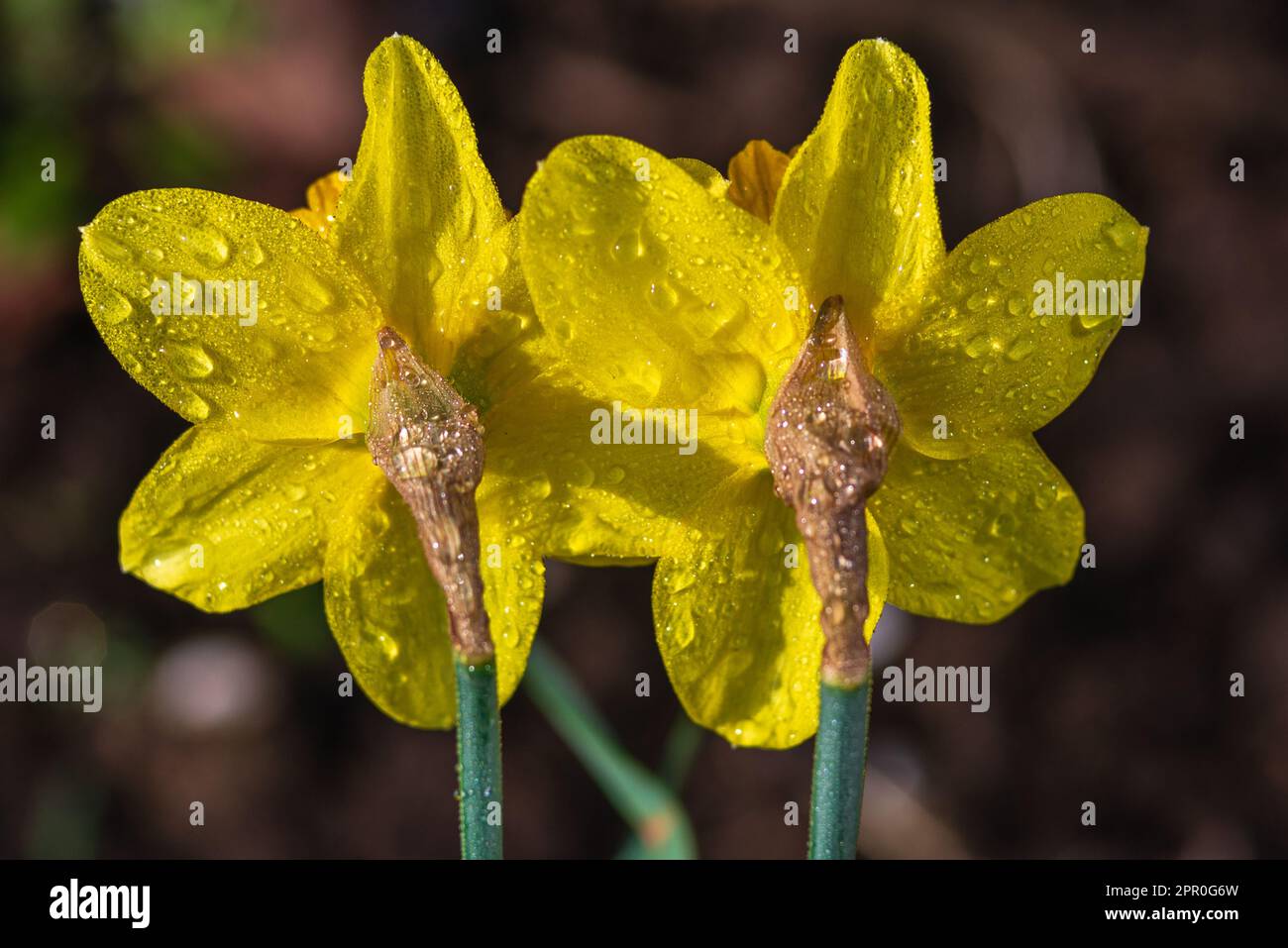 Closeup of yellow daffodil flower. Large Cupped Daffodil Carlton, with ...
