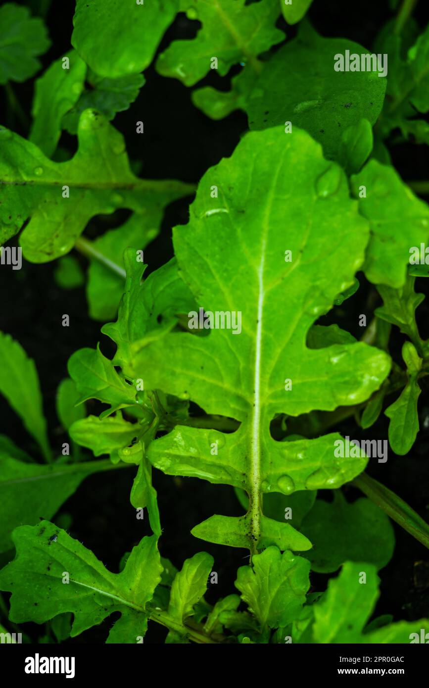 Arugula plant growing in organic vegetable garden Stock Photo - Alamy
