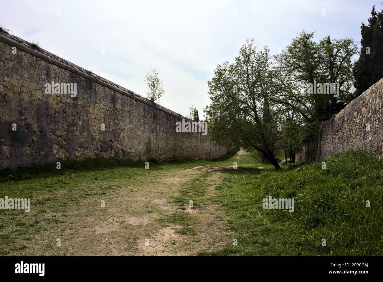 Tree in a dirt path between boundary walls in a park by the hillside ...