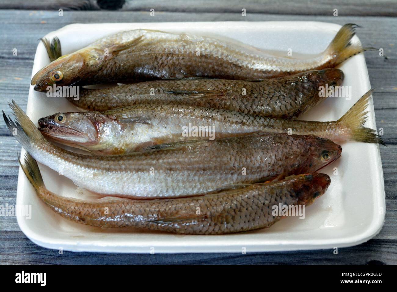 Saurida undosquamis, the brushtooth lizardfish, large-scale grinner or ...