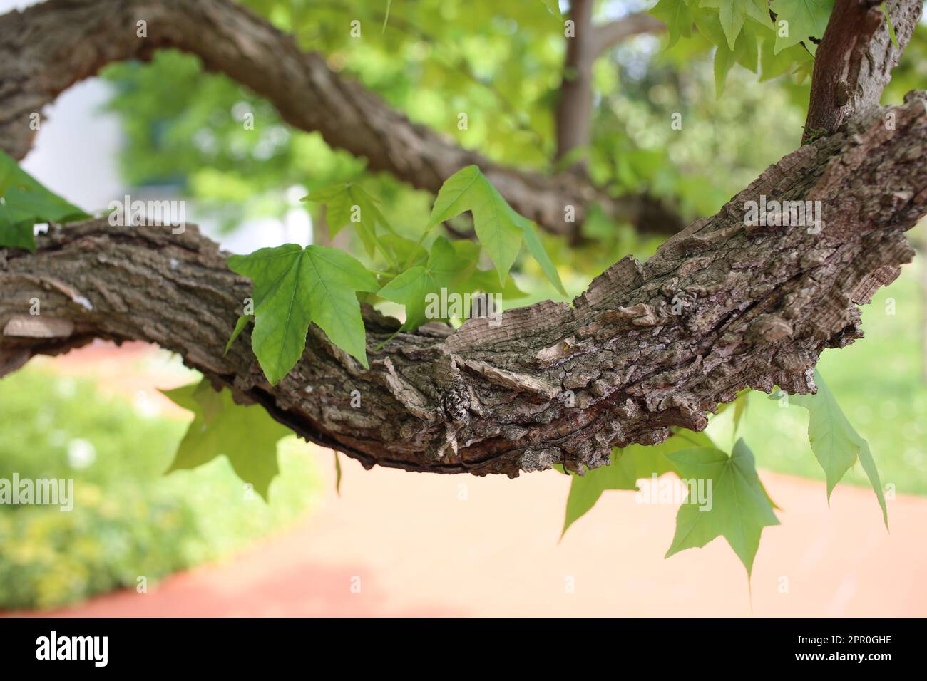 Liquidambar, balsamic tree Stock Photo - Alamy