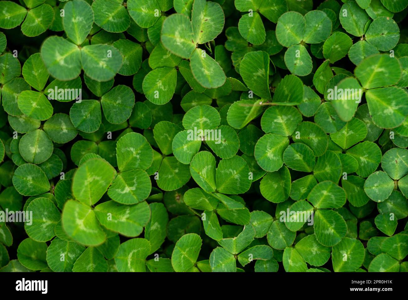 Natural green dark background. Plant and herb texture. Leafs green ...