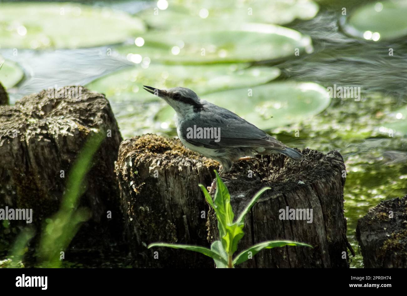 a bird sitting on a tree stump in water Stock Photo - Alamy