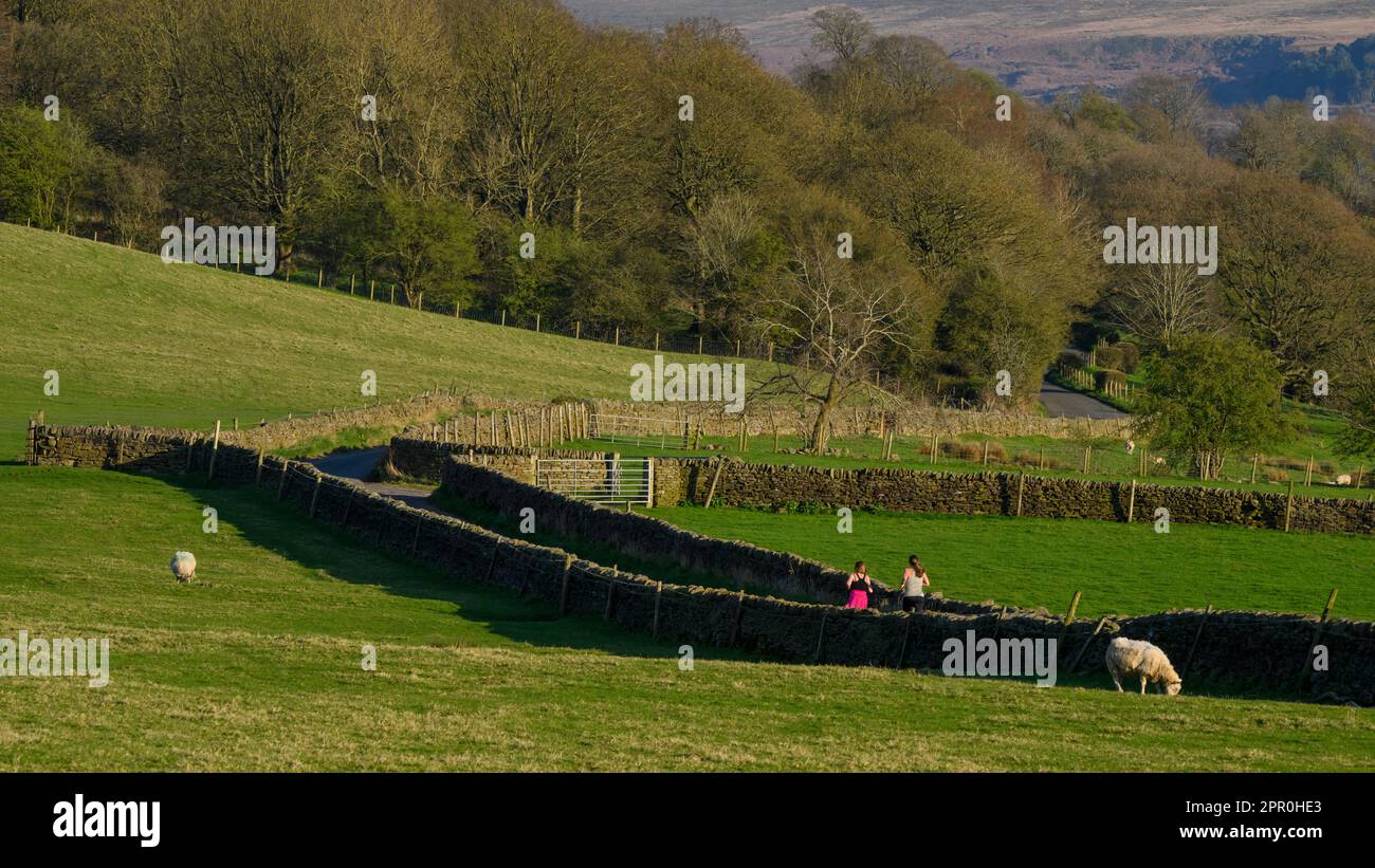 Women (female joggers) on quiet scenic sunlit walled countryside road ...