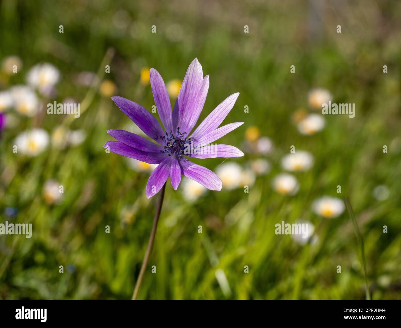 Field anemone flower illuminated by sunlight Stock Photo - Alamy