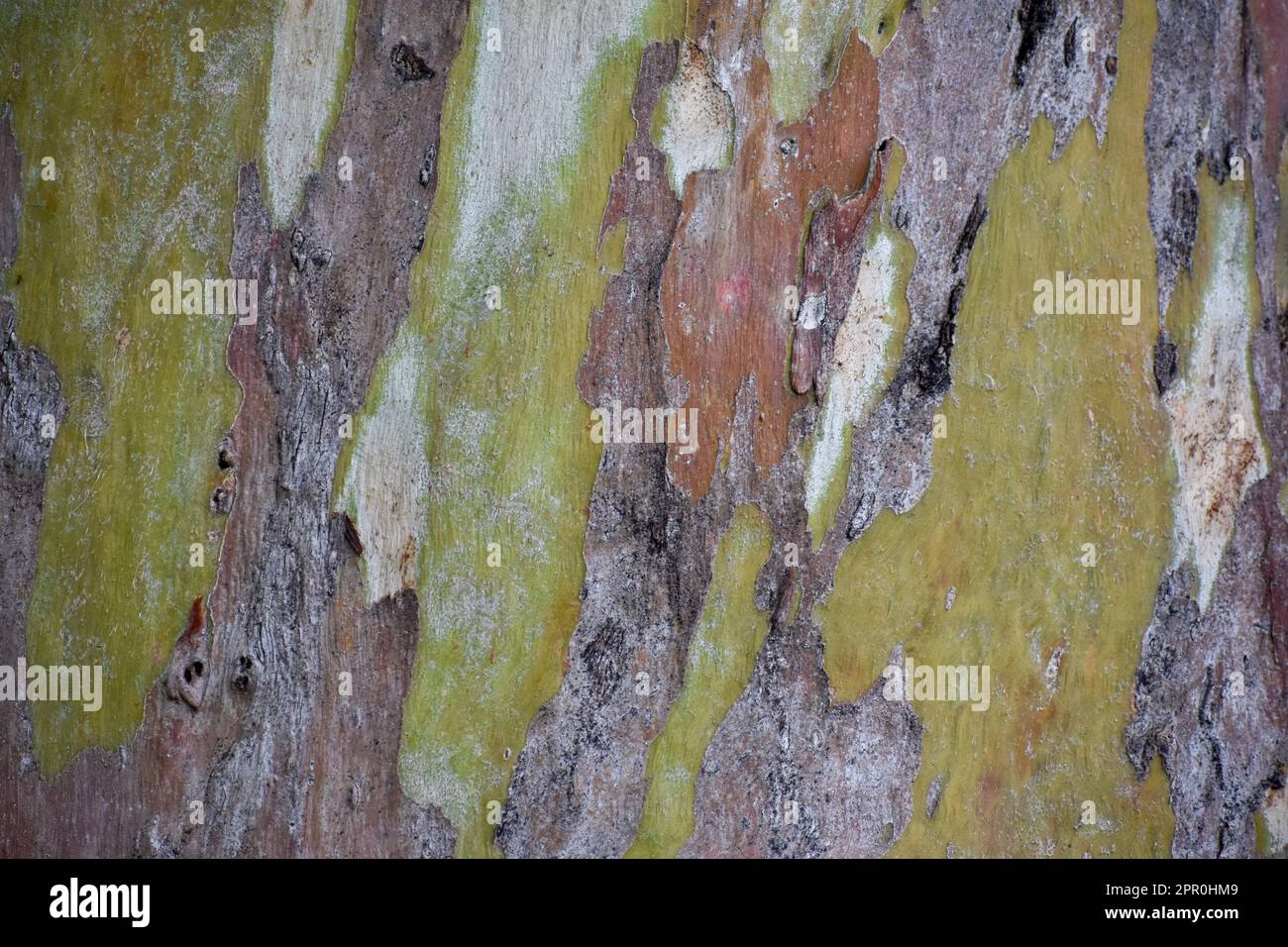 tree bark in different colors as an abstract nature background, nature ...