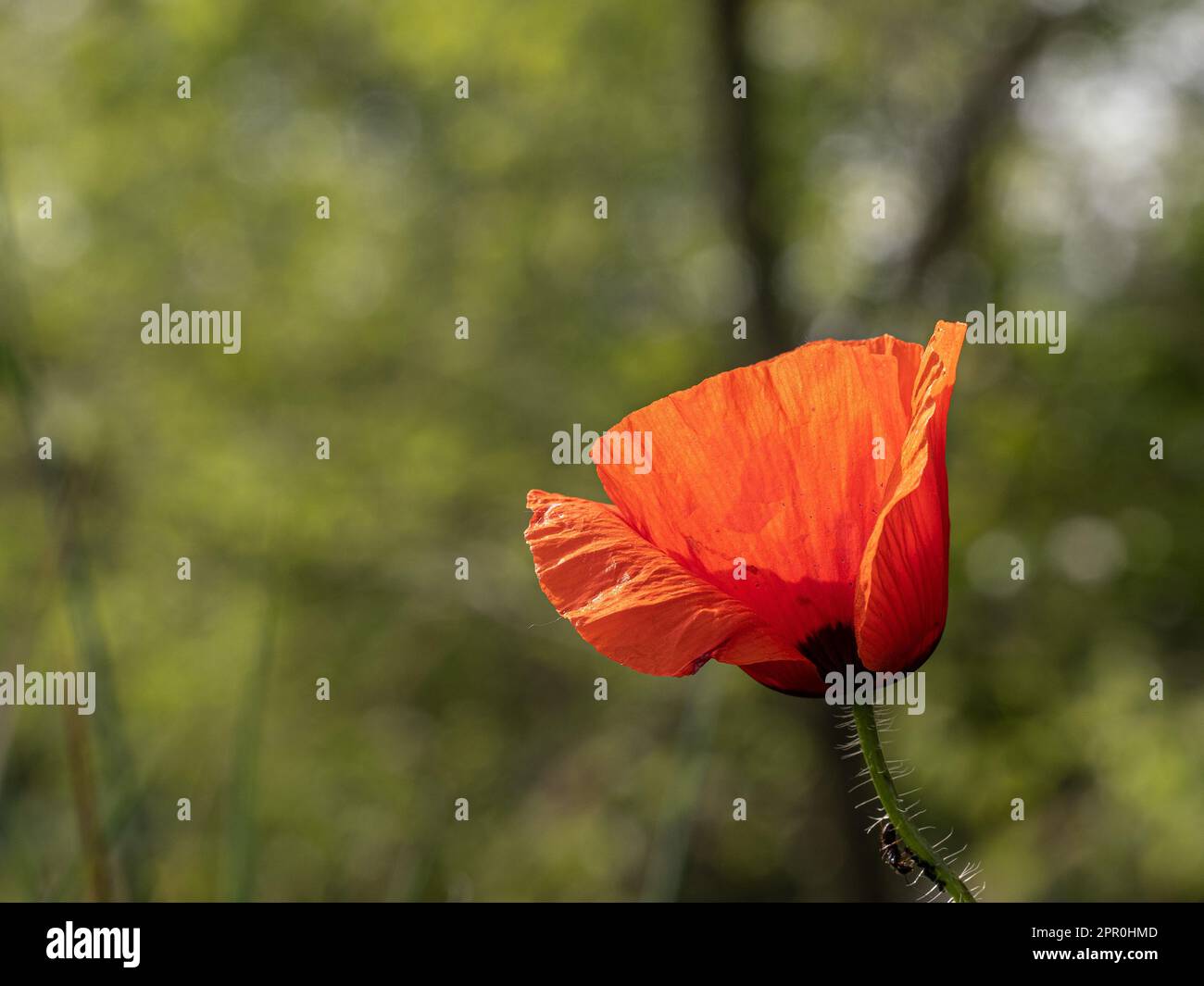 Poppy flower in the summer sun hi-res stock photography and images - Alamy